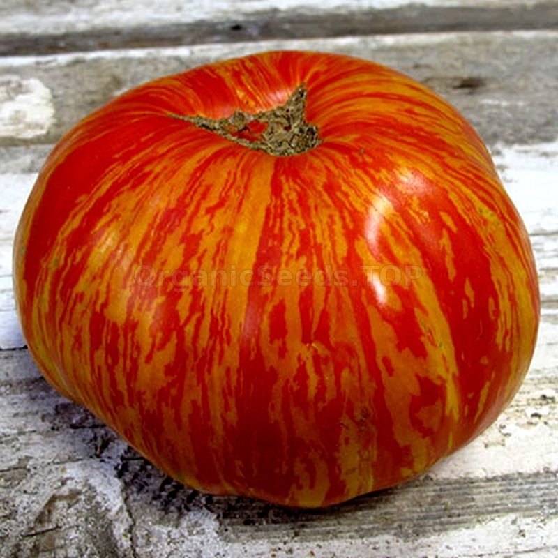 «Solar Flare XL» - Organic Tomato Seeds - Shipping is free for orders ...