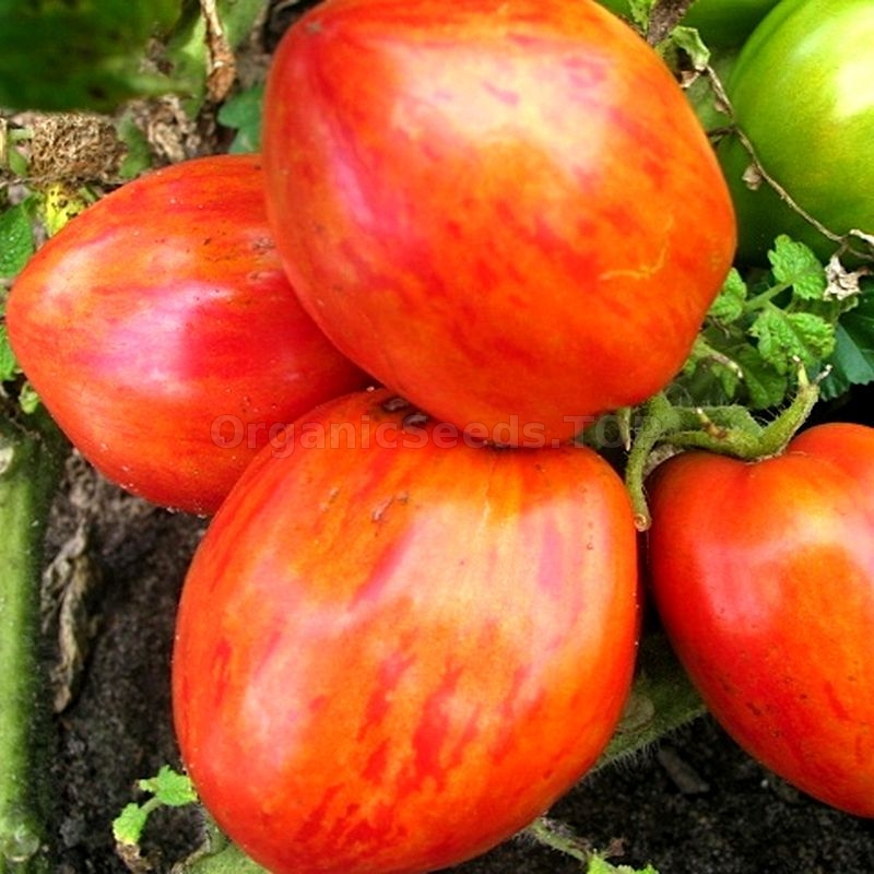 «Blane Horton`s Striped Balkan Tiger» - Organic Tomato Seeds - Shipping ...