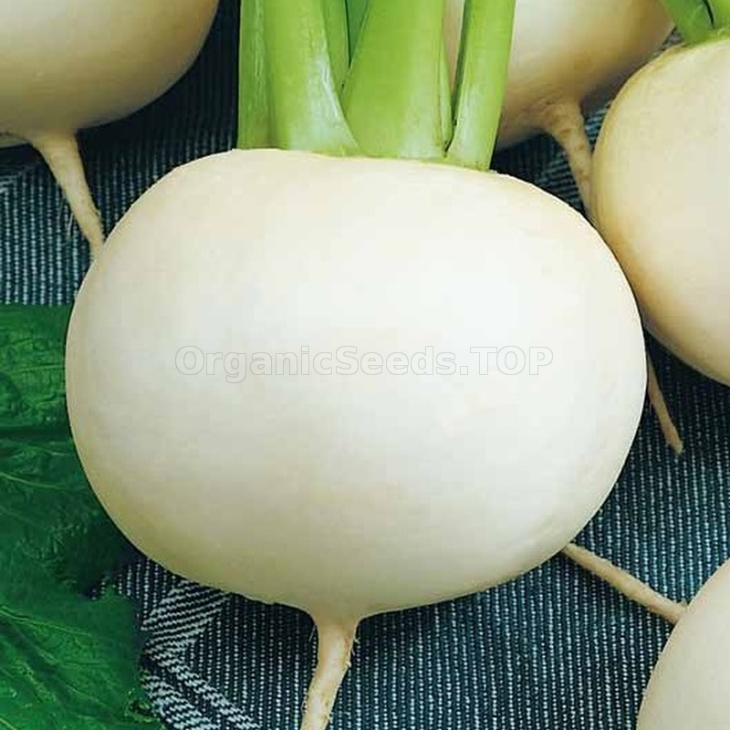 «Snowball» - Organic Turnip Seeds - Shipping is free for orders over €50