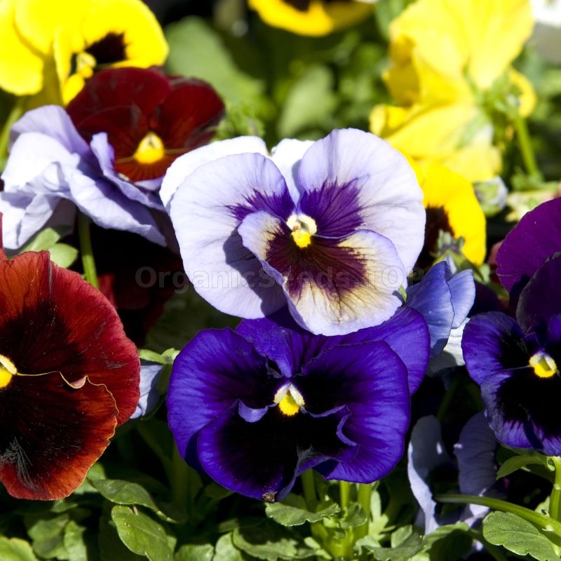 «Large Flowered Mix» - Organic Viola Seeds - Shipping is free for ...