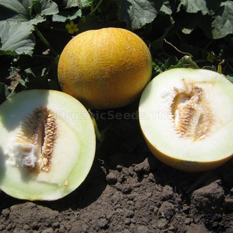 «Prestige» - Organic Melon Seeds - Shipping is free for orders over €100