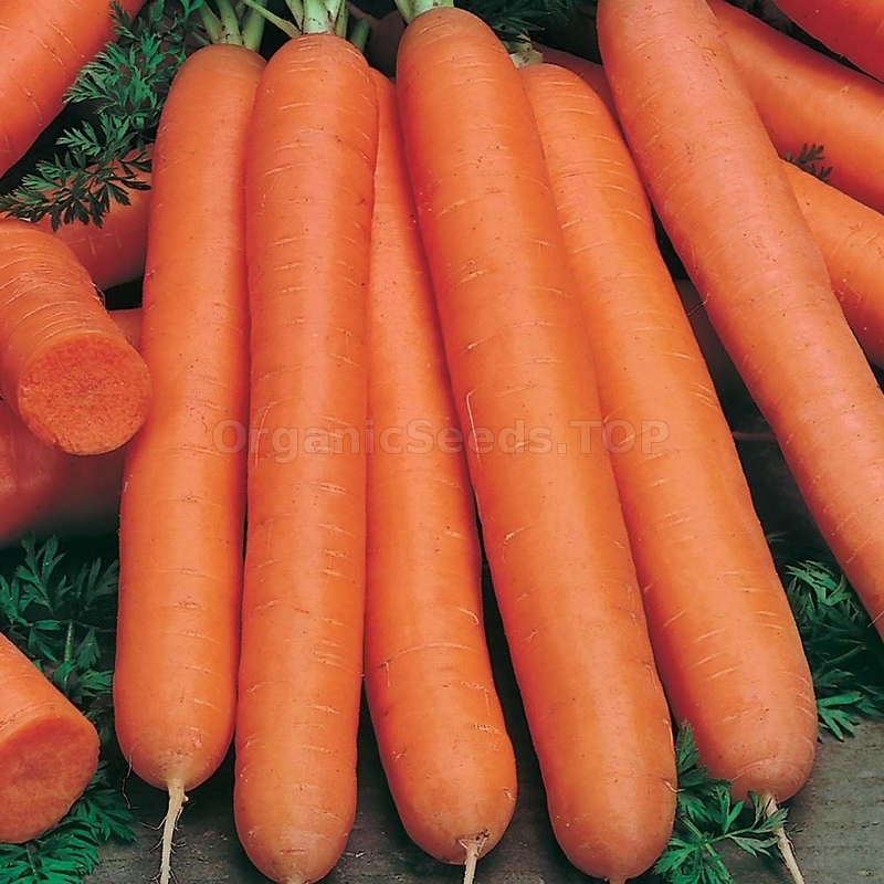 «Flakkee» - Organic Carrot Seeds - Shipping is free for orders over €50