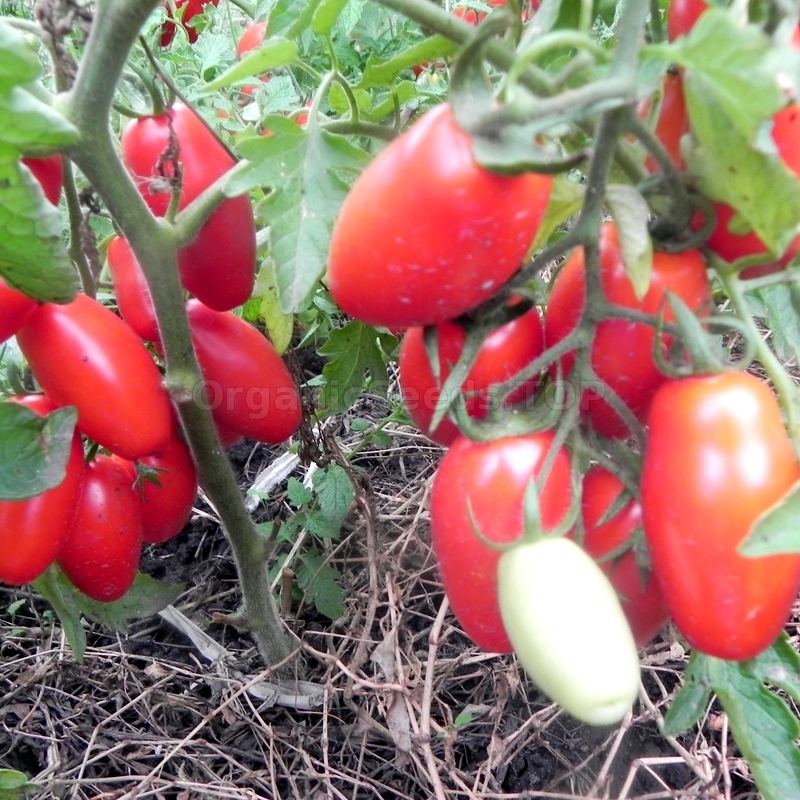 «Red Fang» - Organic Tomato Seeds - Shipping is free for orders over €50
