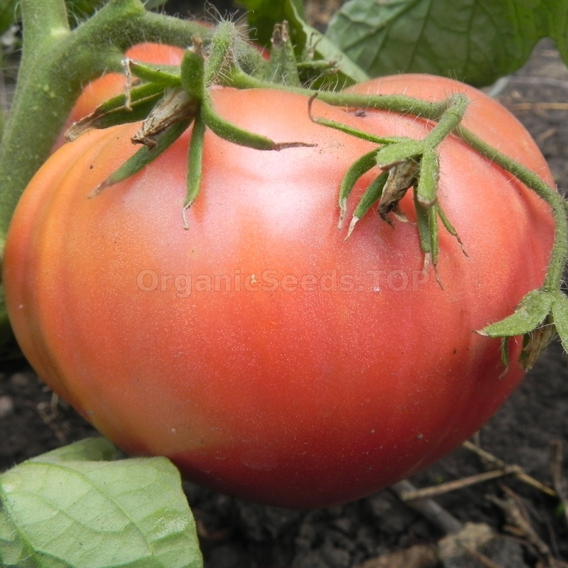 «Bull's Heart Chocolate» - Organic Tomato Seeds - Shipping is free for ...
