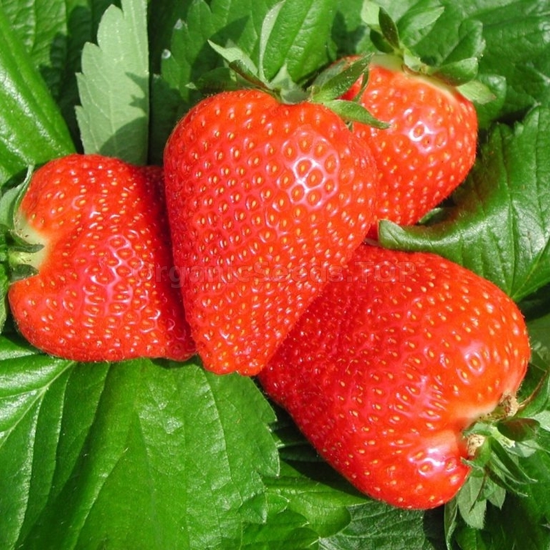 «Clery» - Organic Strawberry Seeds - Shipping is free for orders over €50