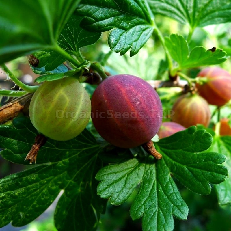 «Black Velvet» - Organic Gooseberry Seeds - Shipping is free for orders ...