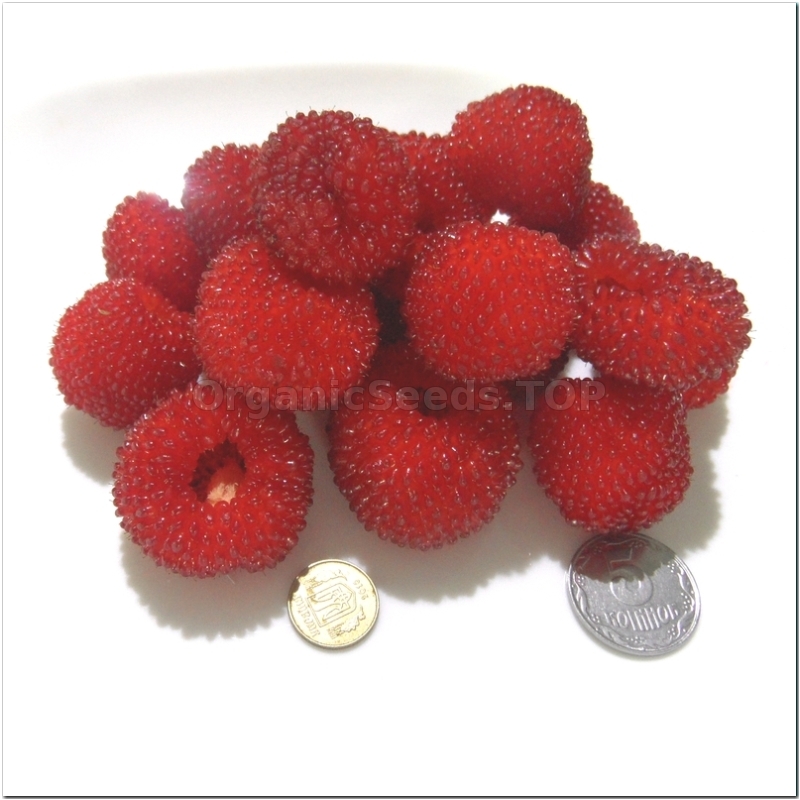 Images «Balloon Berry» - Organic Rubus Illecebrosus Seeds - Shipping is ...