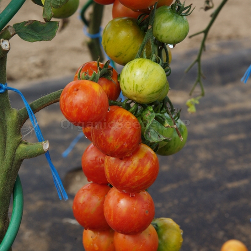 «Duo» - Organic Tomato Seeds - Shipping is free for orders over €50