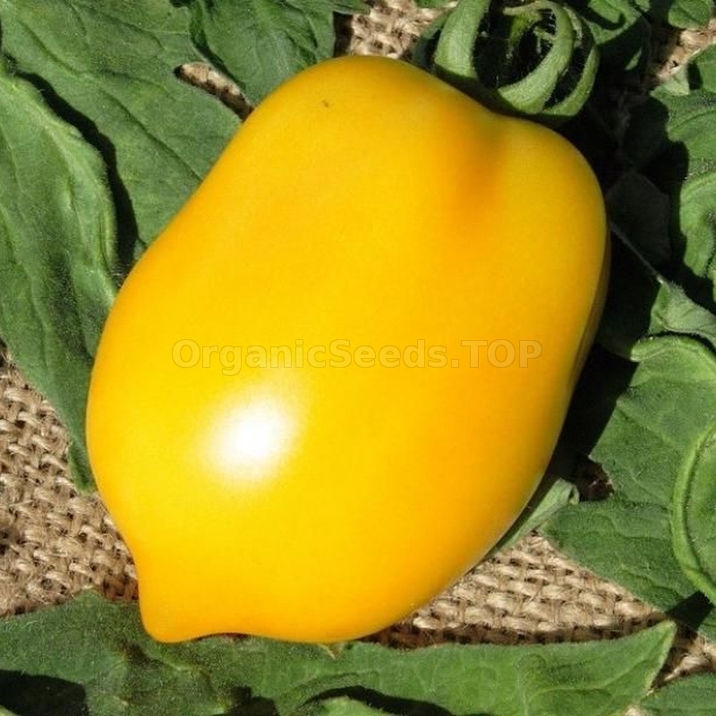 «Citrine» - Organic Tomato Seeds - Shipping is free for orders over €50
