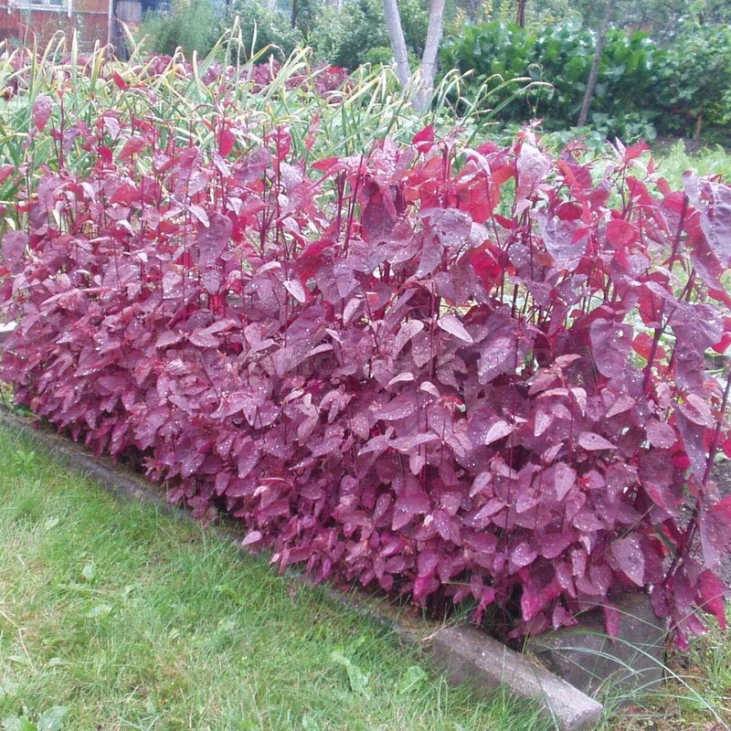 «Purple» - Organic Atriplex Hortensis Seeds - Shipping is free for ...