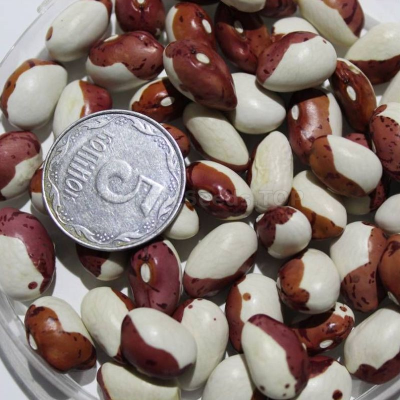 Reviews «Little Red Riding Hood» - Organic Bean Seeds - Shipping is ...