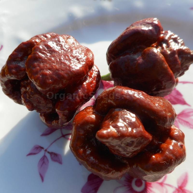 «Trinidad Scorpion Chocolate» - Organic Hot Pepper Seeds - Shipping is ...