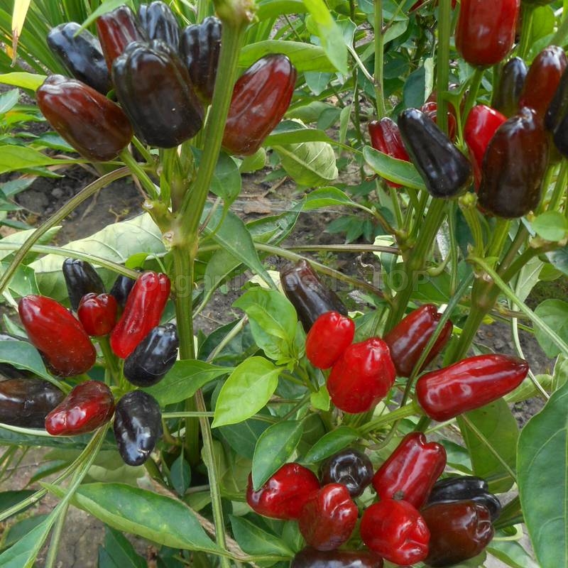 «Turkish Flower Biber» - Organic Hot Pepper Seeds - Shipping is free ...