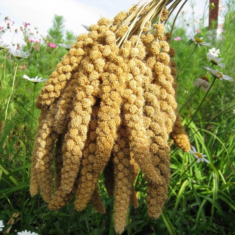 Images «Foxtail» - Organic Setaria Italica Seeds - Shipping is free for ...