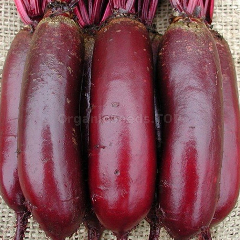 «Regulus Cylinder» - Organic Beetroot Seeds - Shipping is free for ...