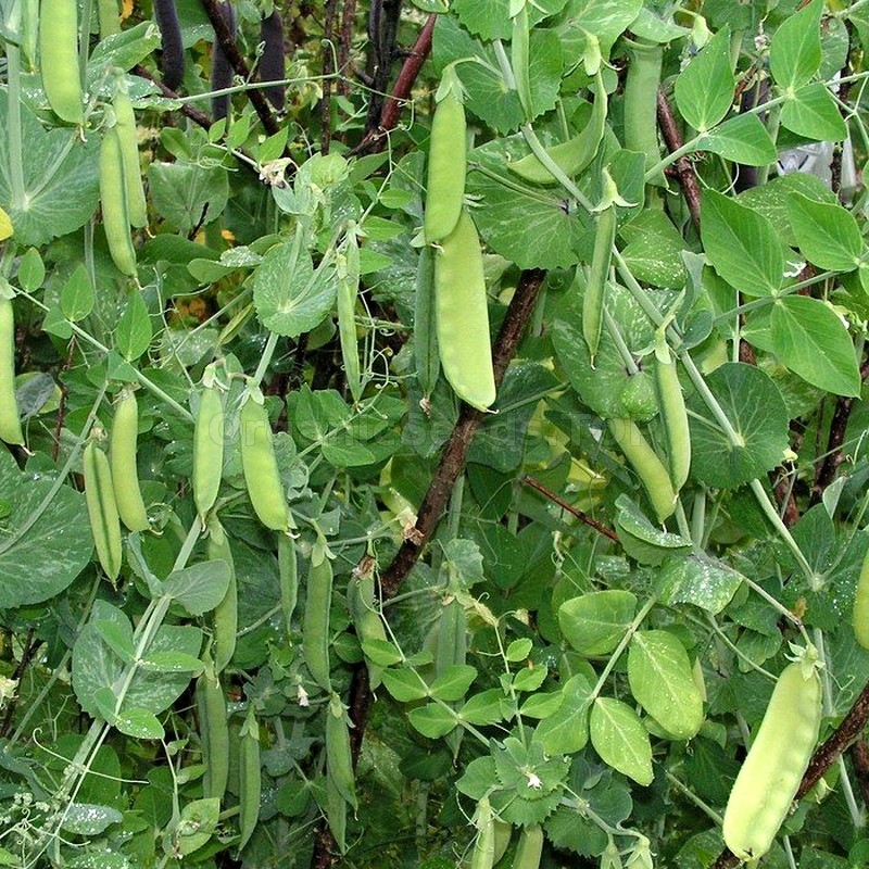 «Snow Green» - Organic Pea Seeds - Shipping is free for orders over €50