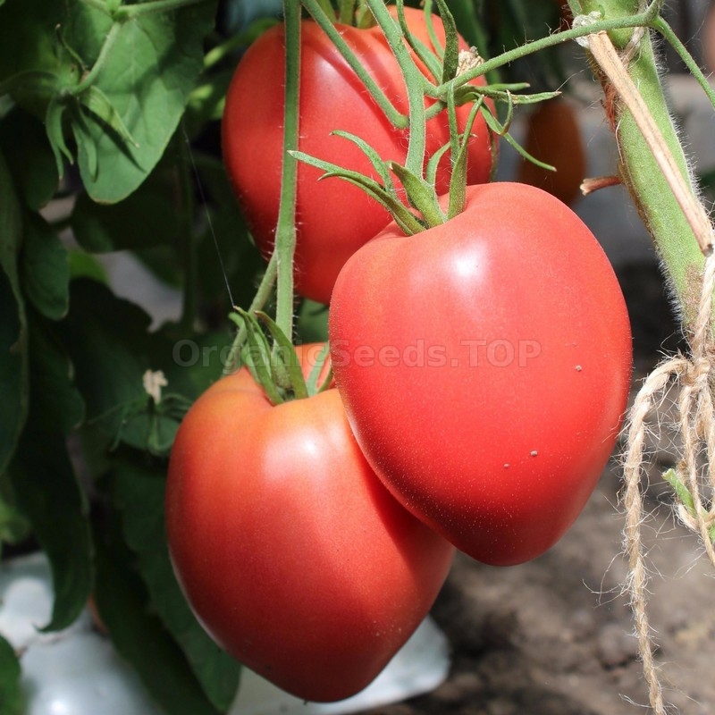 Reviews «London King» - Organic Tomato Seeds - Shipping is free for ...
