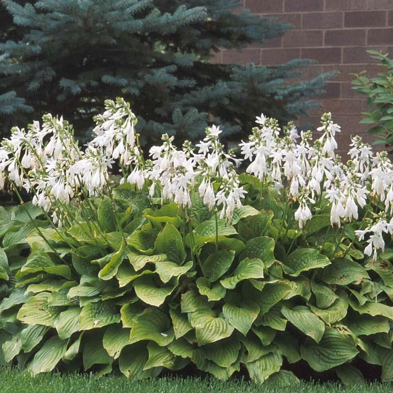 «Hosta Royal Standard» - Organic Hosta Seeds - Shipping is free for ...