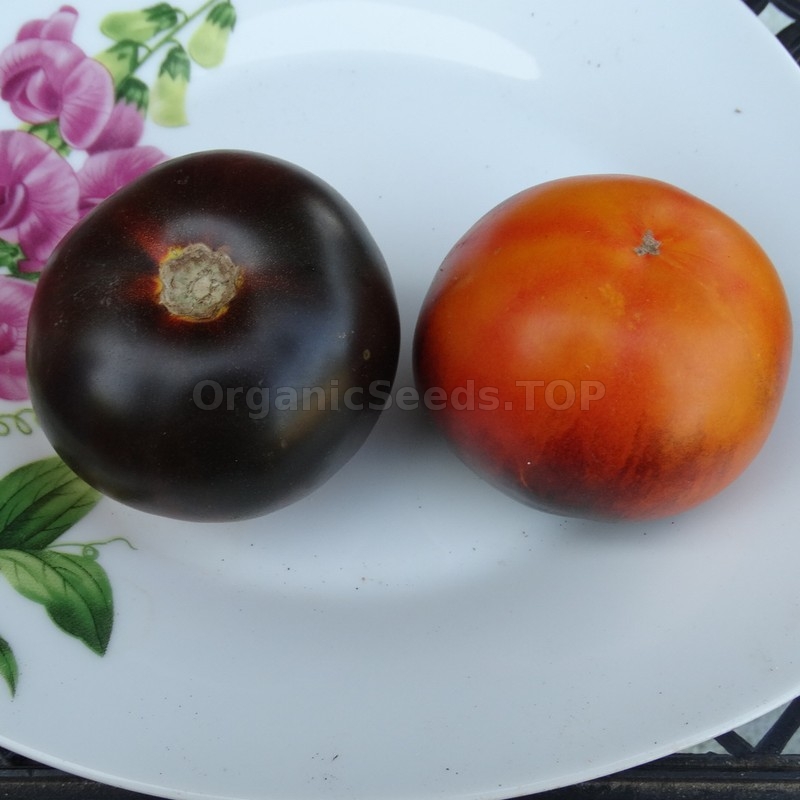 «Clementine Blue» - Organic Tomato Seeds - Shipping is free for orders ...