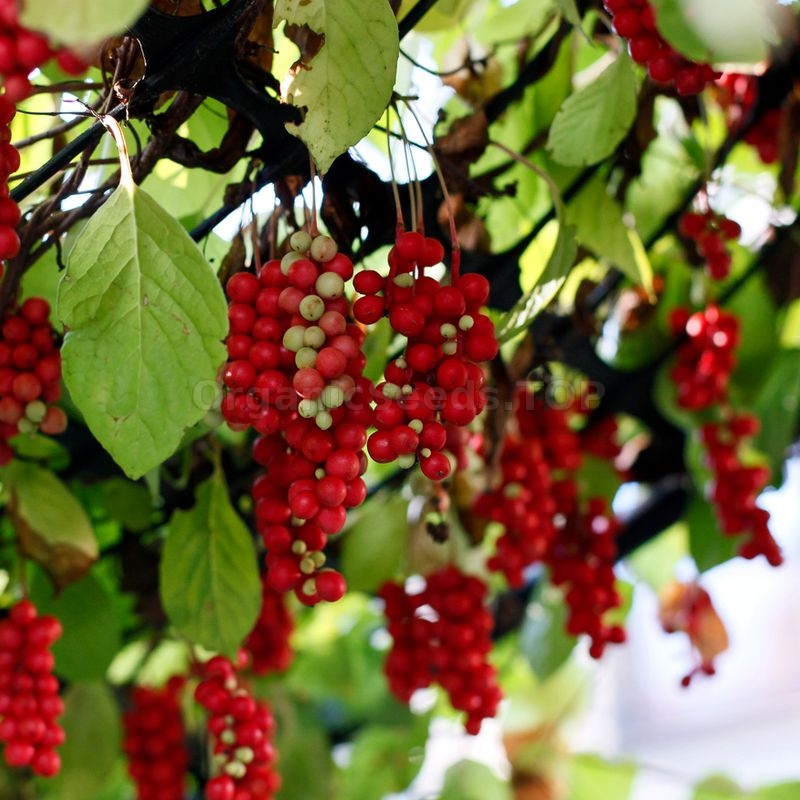 Organic Chinese Magnolia Vine Seeds (Schisandra Chinensis) - Shipping ...