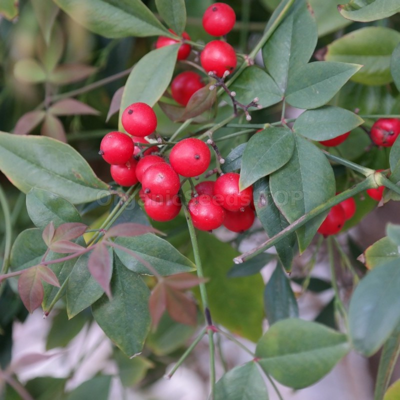 Images Organic Goumi Seeds (Elaeagnus multiflora) - Shipping is free ...