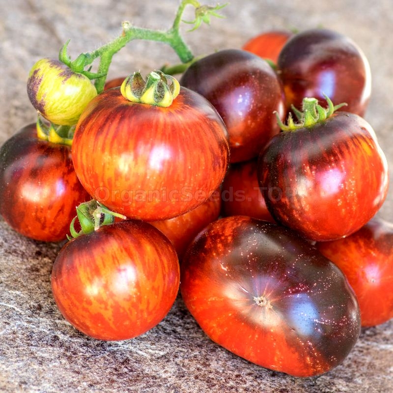 «Antho Striped Dwarf» - Organic Tomato Seeds - Shipping is free for orders over €50