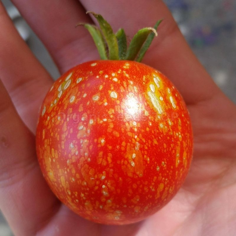 «Cascade Lava» - Organic Tomato Seeds - Shipping is free for orders ...