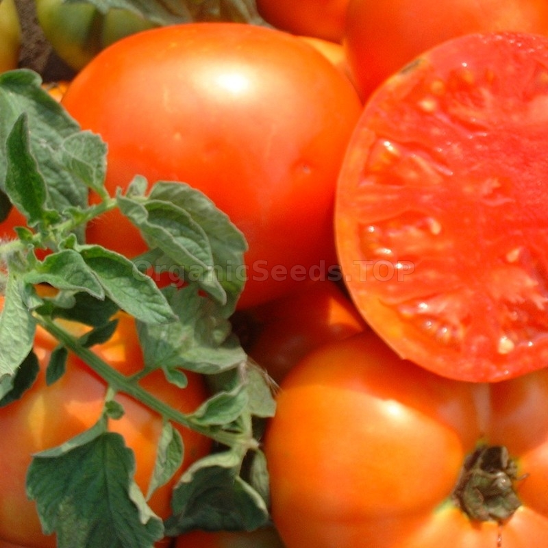 «Seven» - Organic Tomato Seeds - Shipping is free for orders over €50