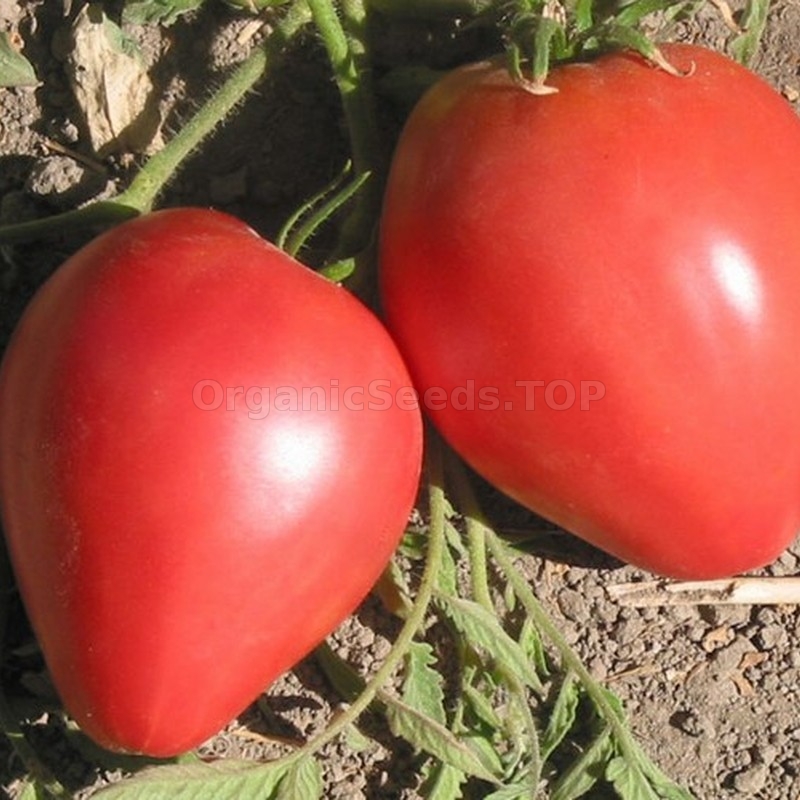 «Bull heart red» - Organic Tomato Seeds - Shipping is free for orders ...