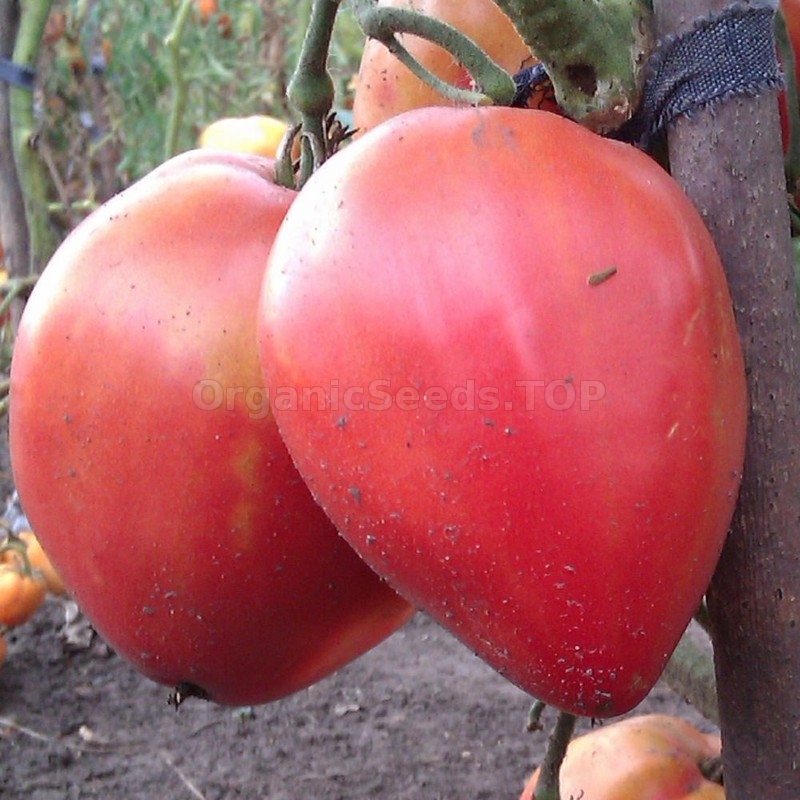 «Batyana Pink» - Organic Tomato Seeds - Shipping is free for orders ...