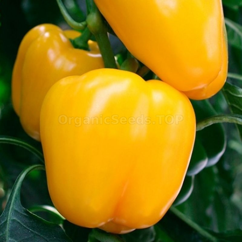 «Golden Taurus» - Organic Pepper Seeds - Shipping is free for orders ...