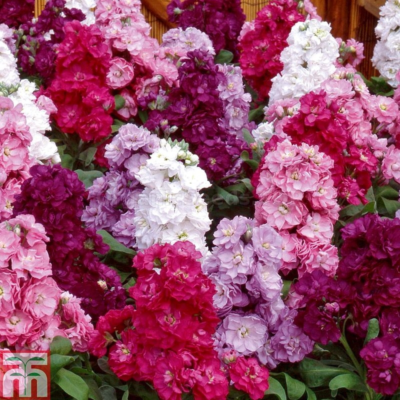 «Terry Mix» - Organic Matthiola Seeds - Shipping is free for orders ...
