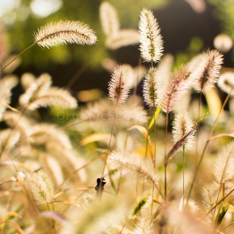«Lowlander» - Organic Setaria Viridis Seeds - Shipping is free for ...