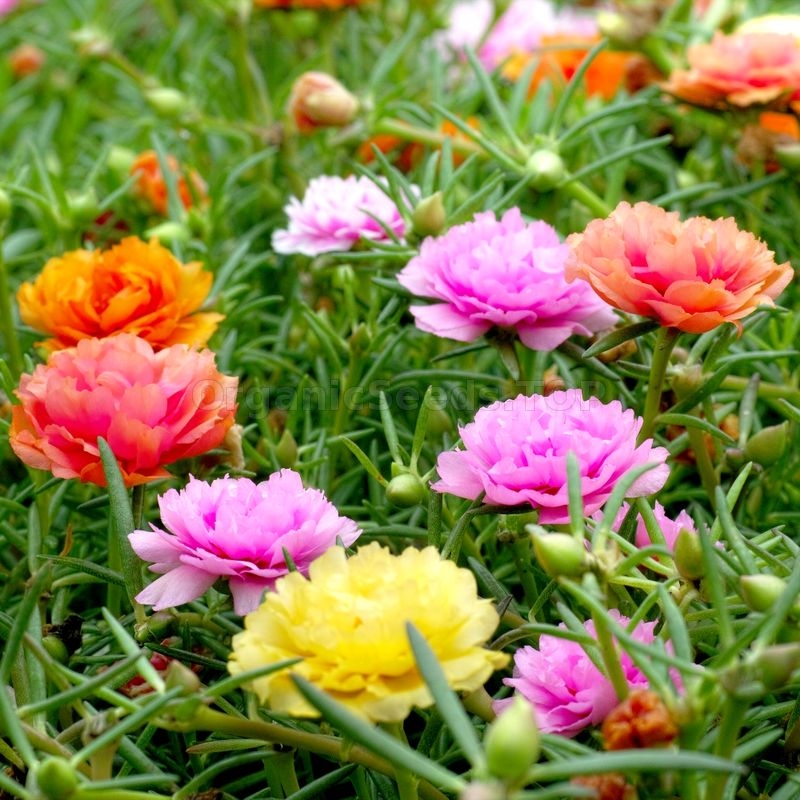 «Double Mix» - Organic Moss Roses Seeds - Shipping is free for orders ...