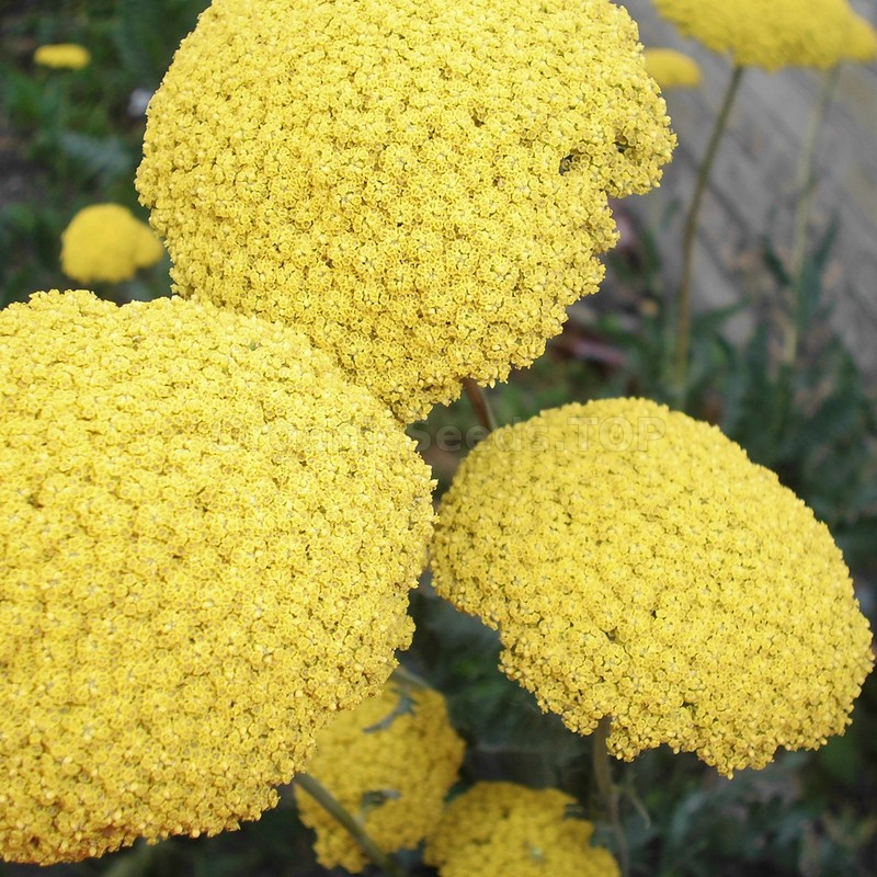 «Yellow» - Organic Yarrow Seeds - Shipping is free for orders over €50