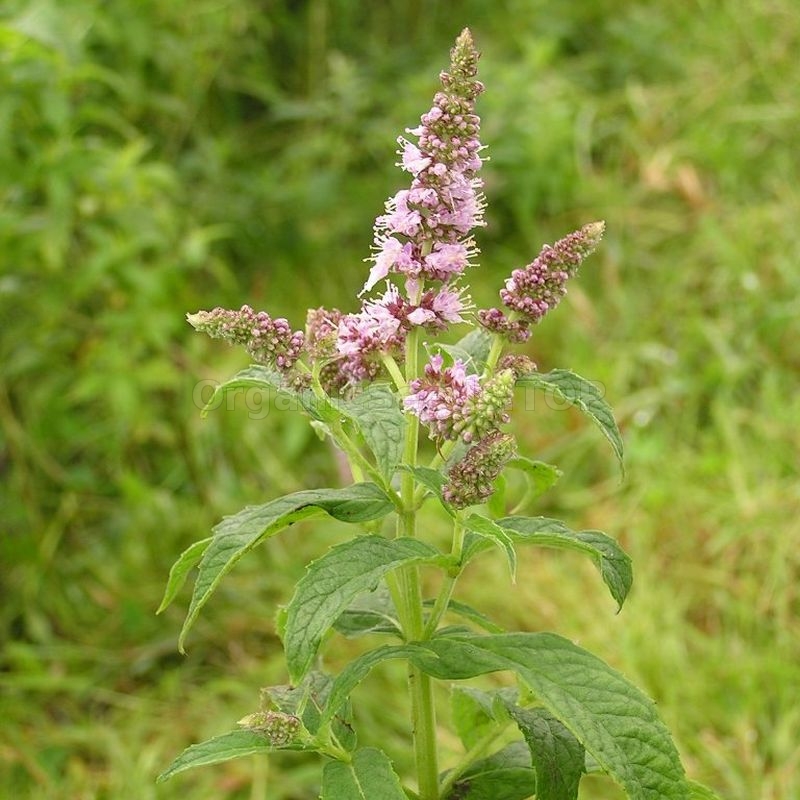Organic Long-leaved Mint Seeds (Mentha longifolia) - Shipping is free ...