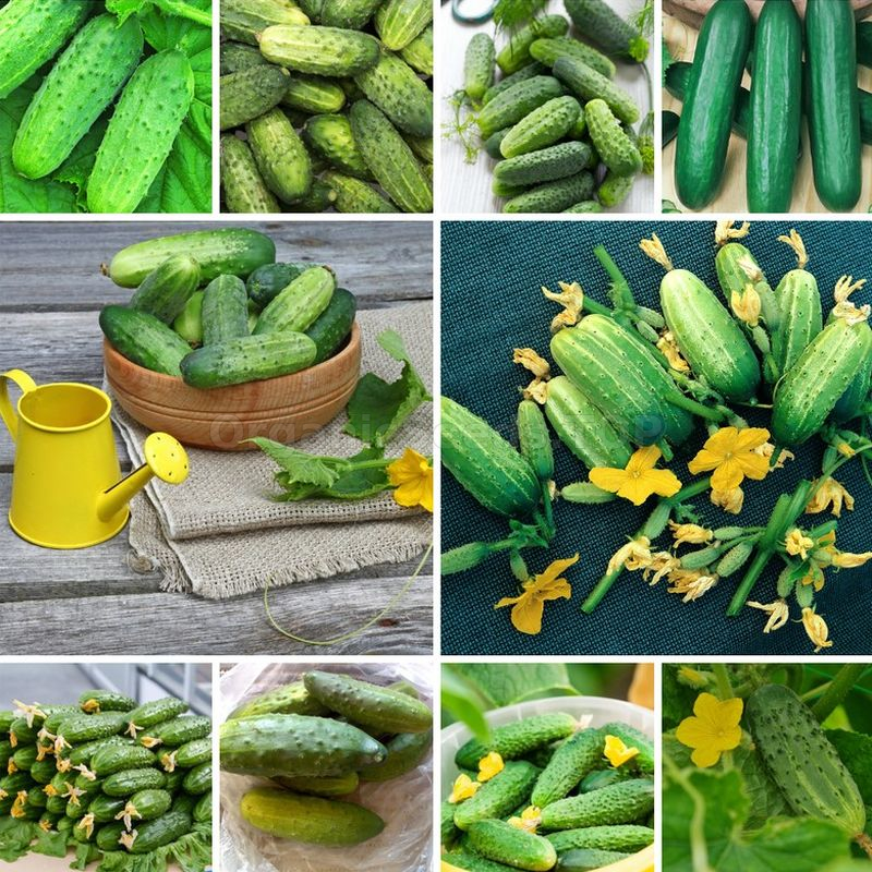 Set of seeds «Super Cucumber» No. 2 - 10 packets - Shipping is free for ...