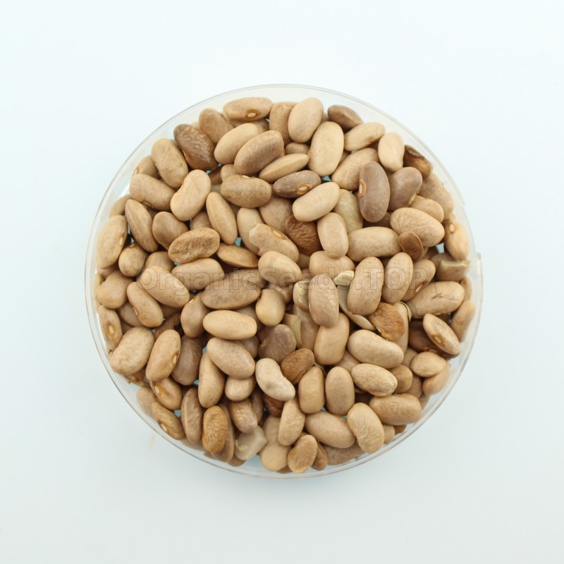 Images «Blauhilda» - Organic Bean Seeds - Shipping is free for orders ...