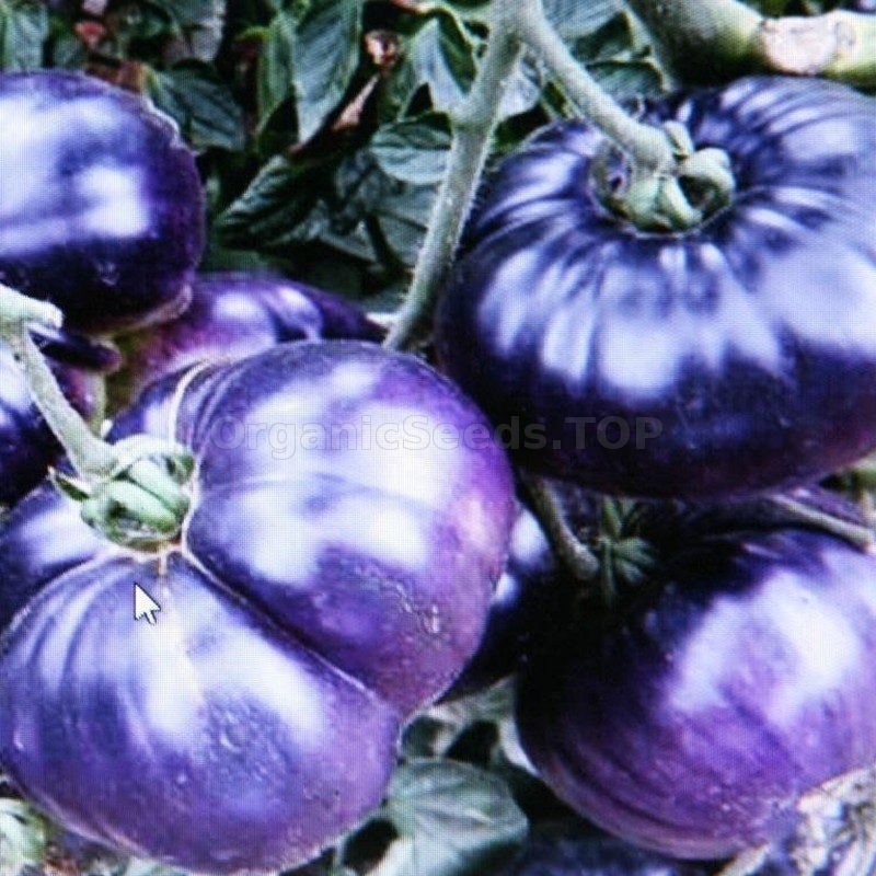 «Purple Marvel» - Organic Tomato Seeds - Shipping is free for orders ...