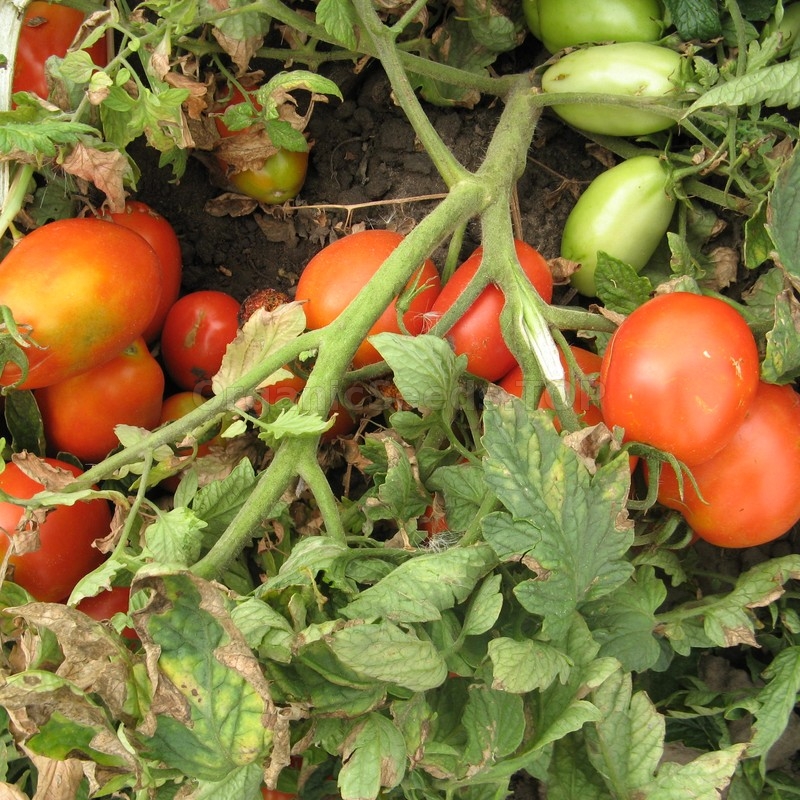 Reviews «Ukrainian» - Organic Tomato Seeds - Shipping is free for ...
