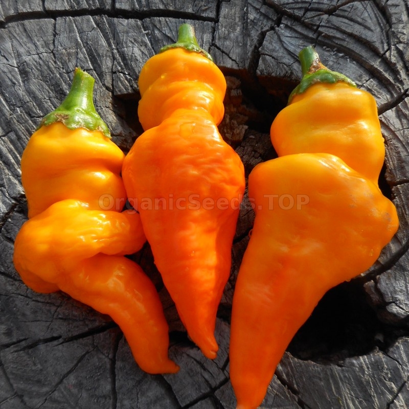 Images «Monkey Face Yellow» - Organic Hot Pepper Seeds - Shipping is ...