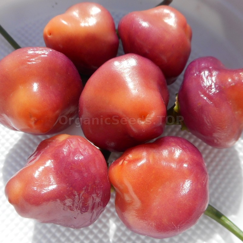 «Cheiro Roxa» - Organic Hot Pepper Seeds - Shipping is free for orders ...