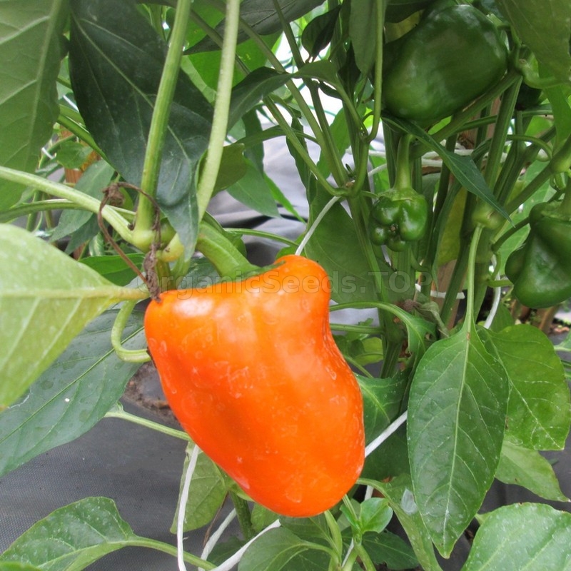 «Gourmet» - Organic Pepper Seeds - Shipping is free for orders over €50