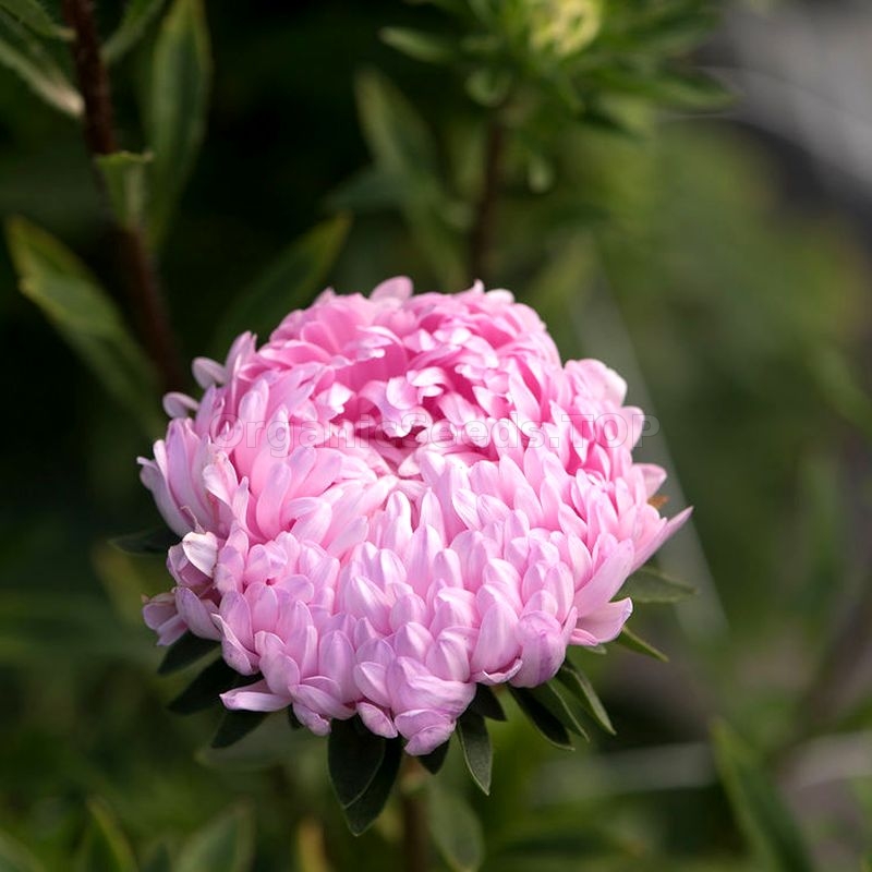 «Ofelia» - Organic Aster Seeds - Shipping is free for orders over €50