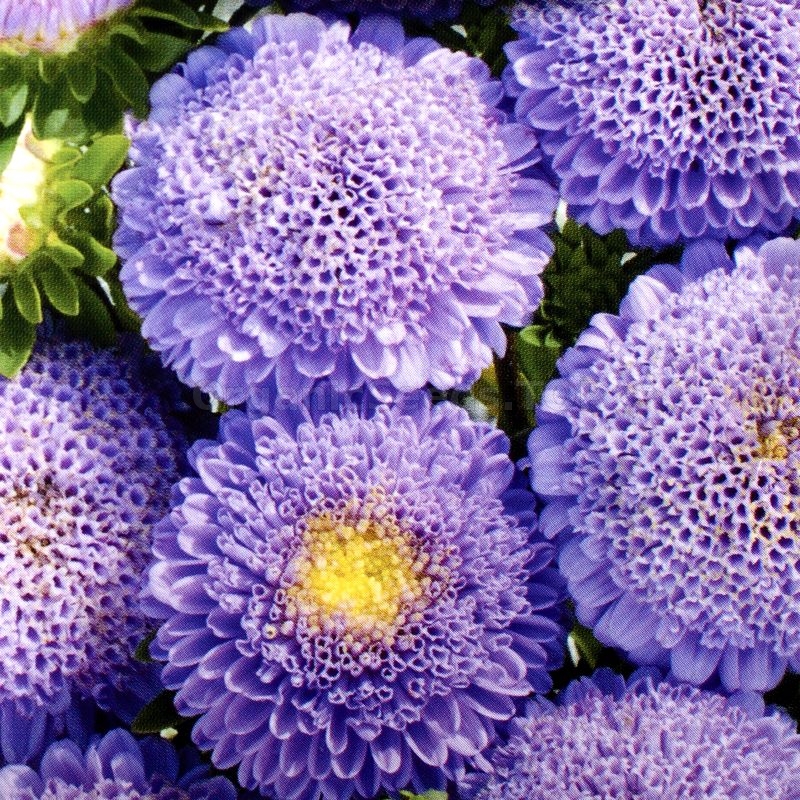 «Sky-blue» - Organic Aster Seeds - Shipping is free for orders over €50