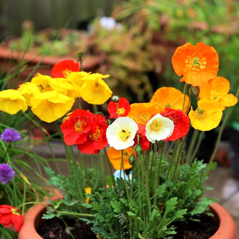 «Mix» - Organic Iceland Poppy Seeds - Shipping is free for orders over €50