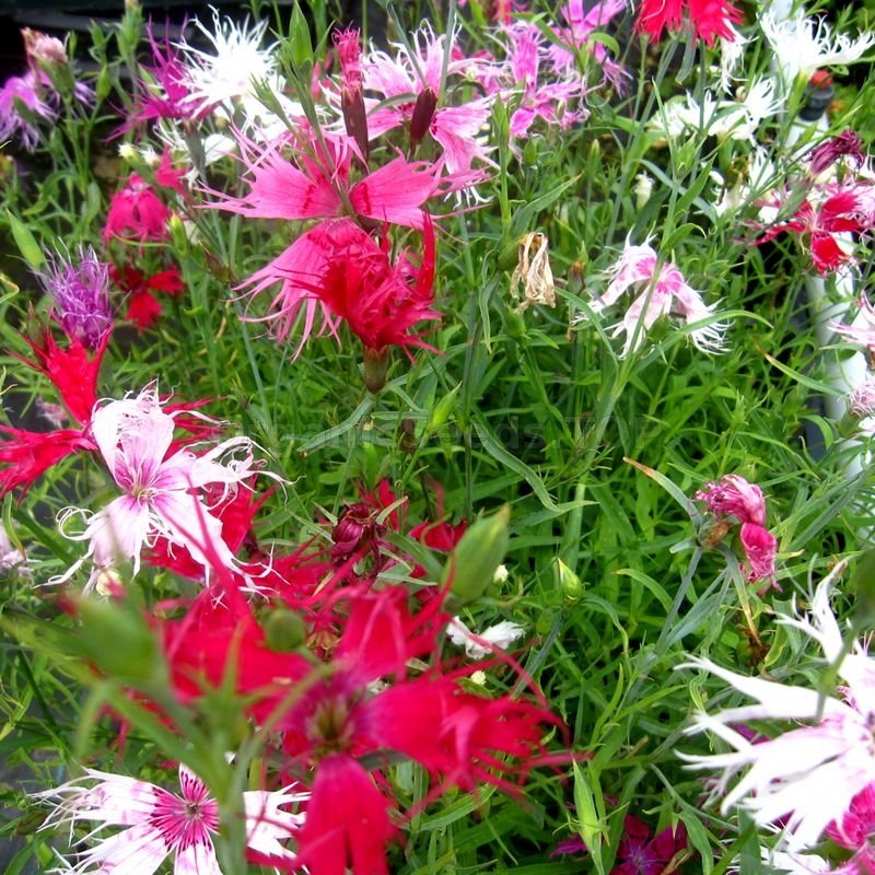 «Superb Mix» - Organic Dianthus Seeds - Shipping is free for orders ...