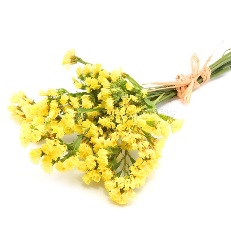 Organic Statice Seeds (Limonium) - Shipping is free for orders over €50