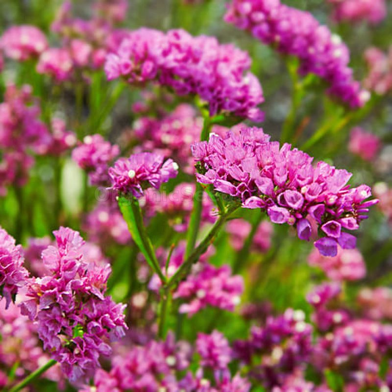 «Pink glow» - Organic Statice Seeds - Shipping is free for orders over €50