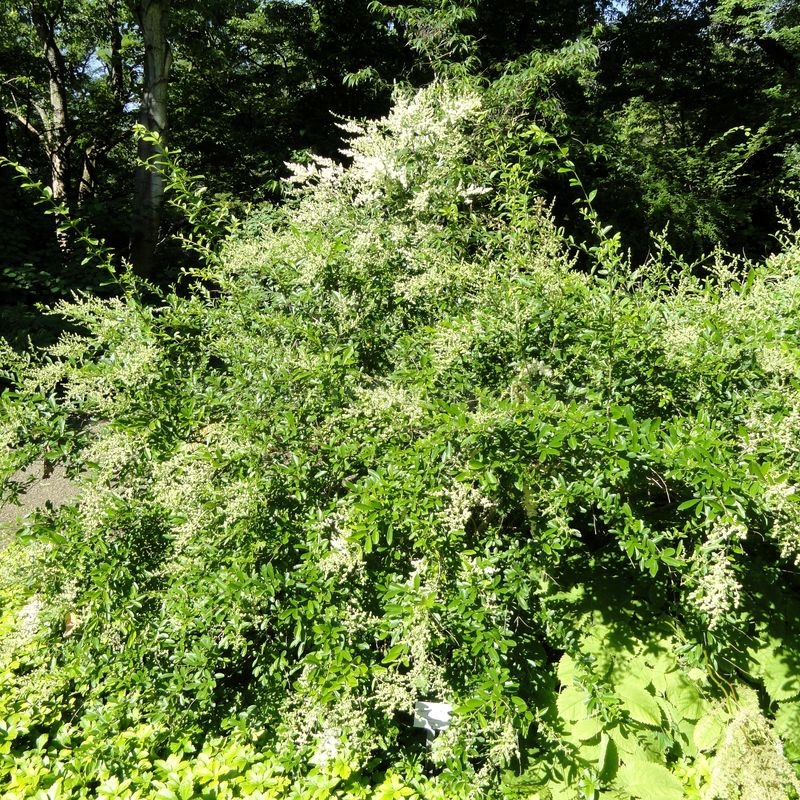 Organic Waxleaf Privet Seeds (Ligustrum Quihoui) - Shipping is free for ...